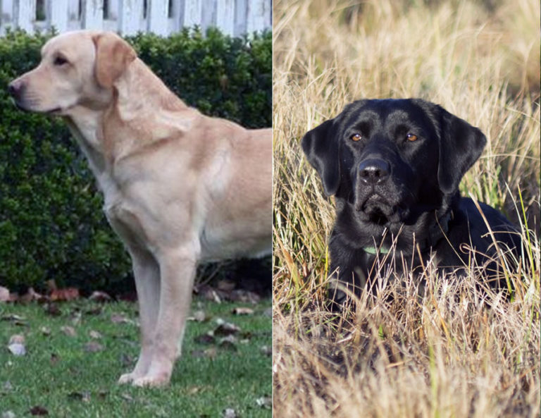 FTCH INT FTCH Beiley x FTAW Tess - Blue Cypress Kennels